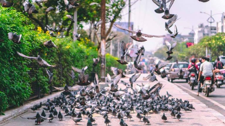Plaga de palomas en pueblos y ciudades - Controlave