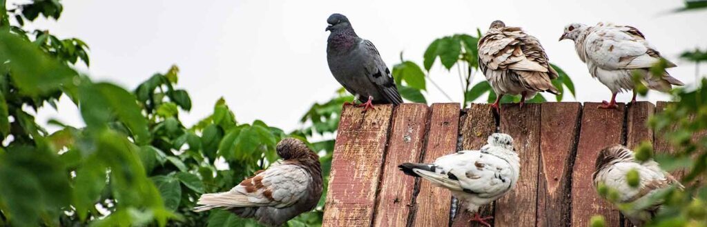 Cómo espantar pájaros: técnicas y soluciones efectivas
